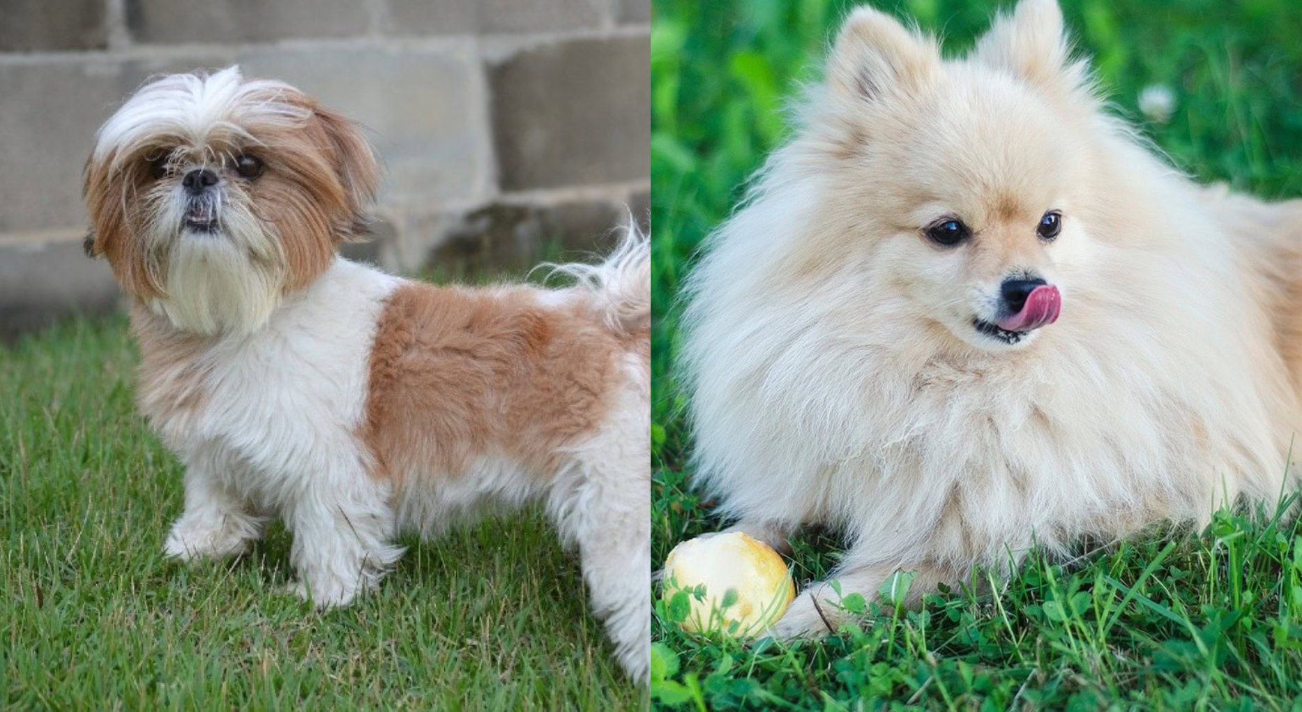 Shih Tzu Pomeranian Mix