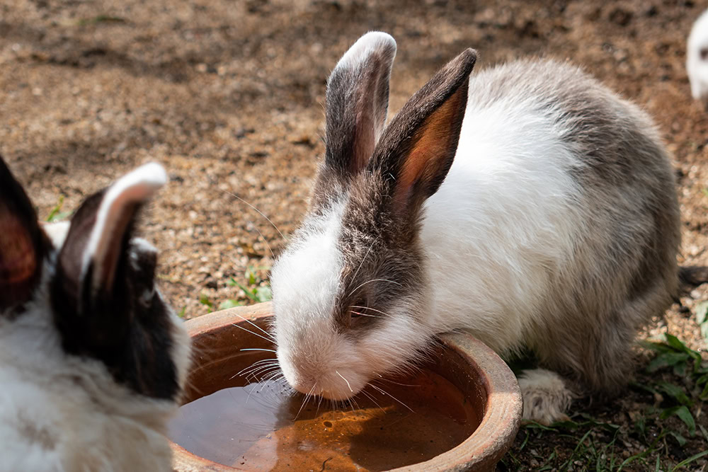 How Much Water Do Rabbits Need? Vet Reviewed Rabbit Drinking Guide ...