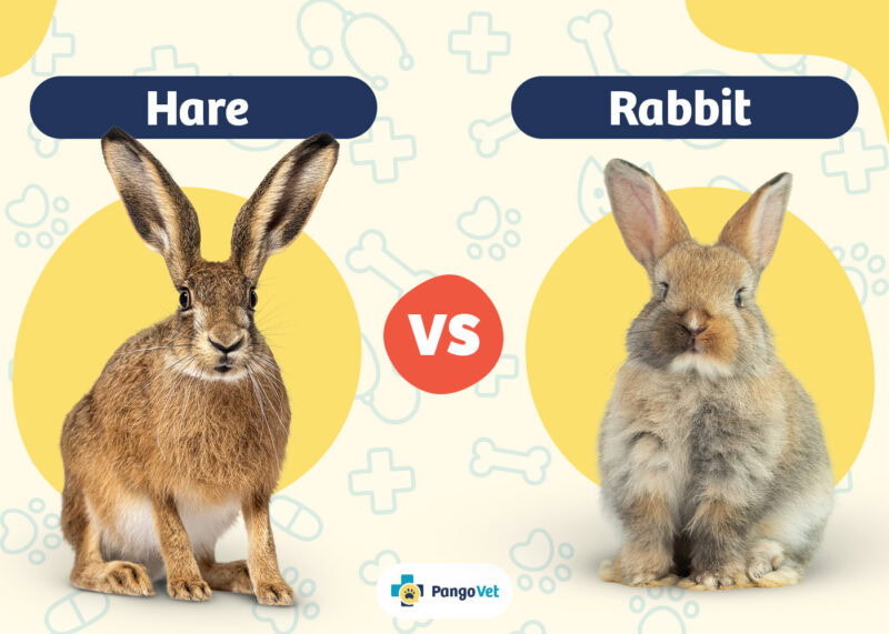 Why Are Rabbits Associated With Easter? History, Facts, & FAQ | PangoVet