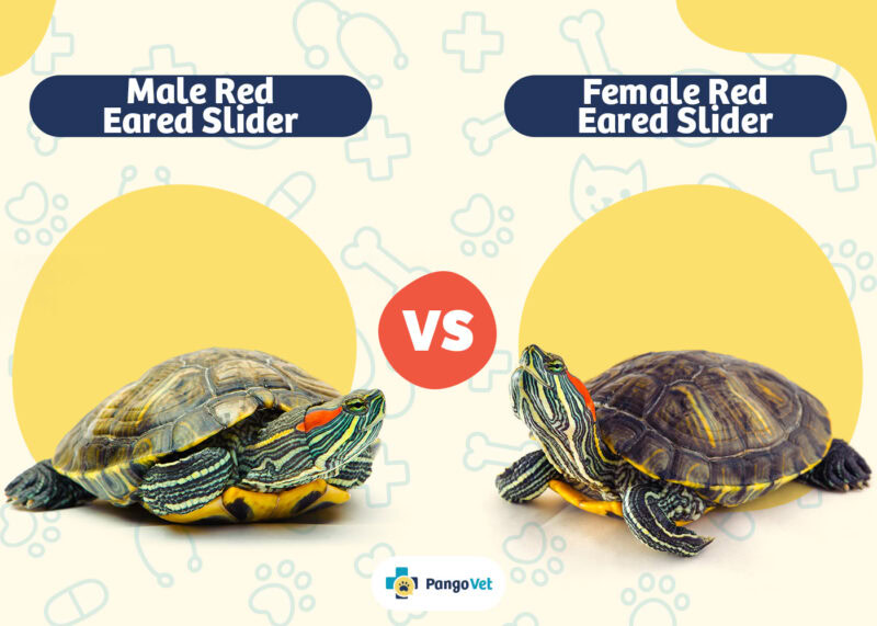 Male vs. Female Red-Eared Slider Turtles: How to Tell the Gender (With ...