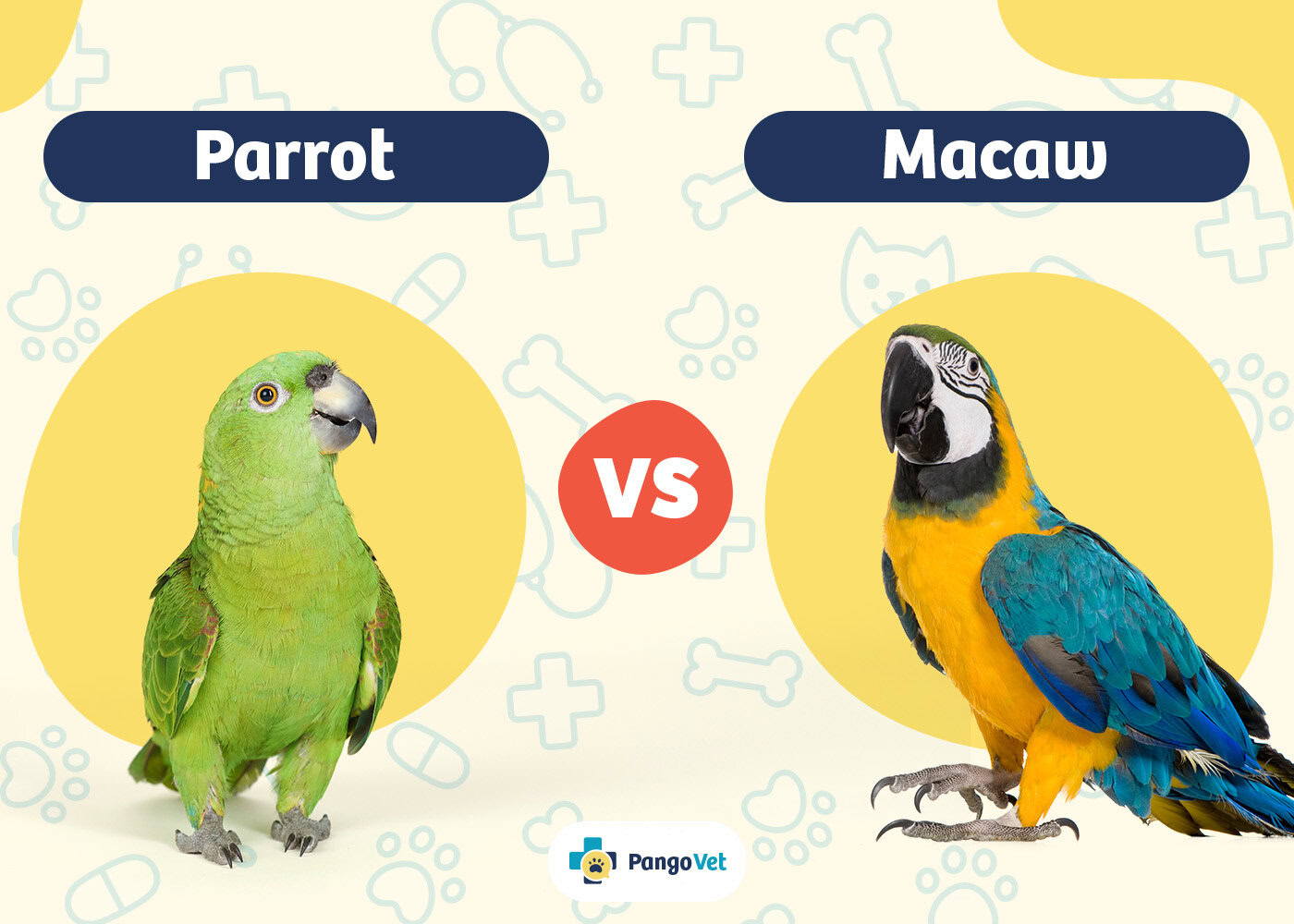 Parrot vs Macaw: Key Differences (With Pictures) | PangoVet