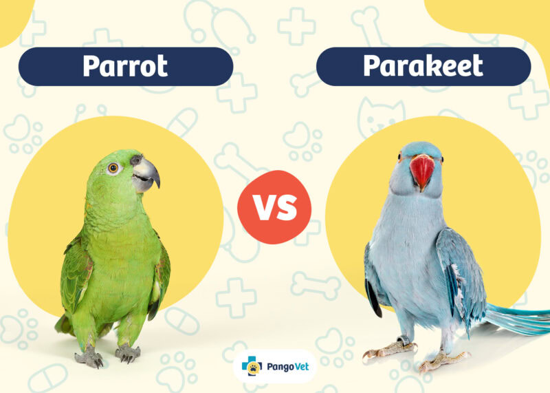 Parrot vs Parakeet: The Differences Explained | PangoVet