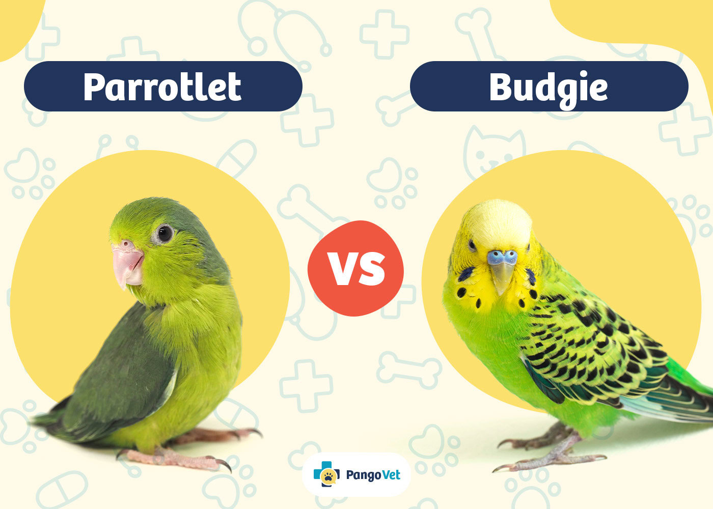 8 Rare Parakeet Colors (With Info & Pictures) | PangoVet