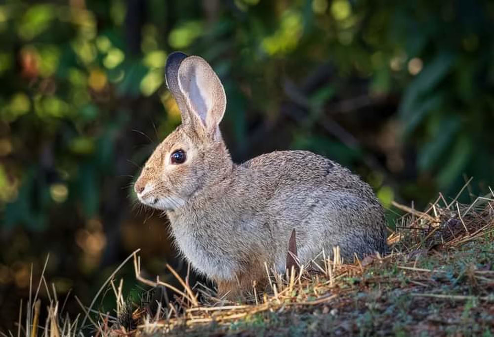 Top 10 Rarest Rabbit Breeds in 2025 (With Info & Pictures) | PangoVet