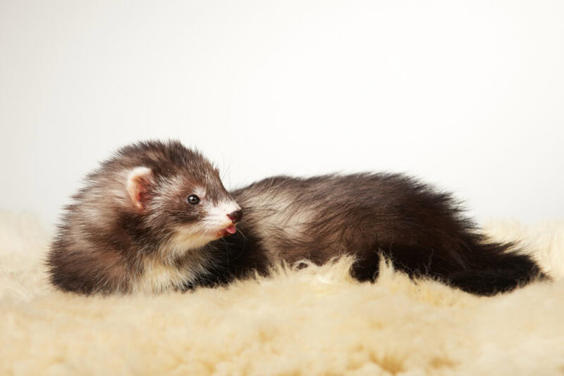Angora Ferret Breed Info: Pictures, Temperament & Traits | PangoVet