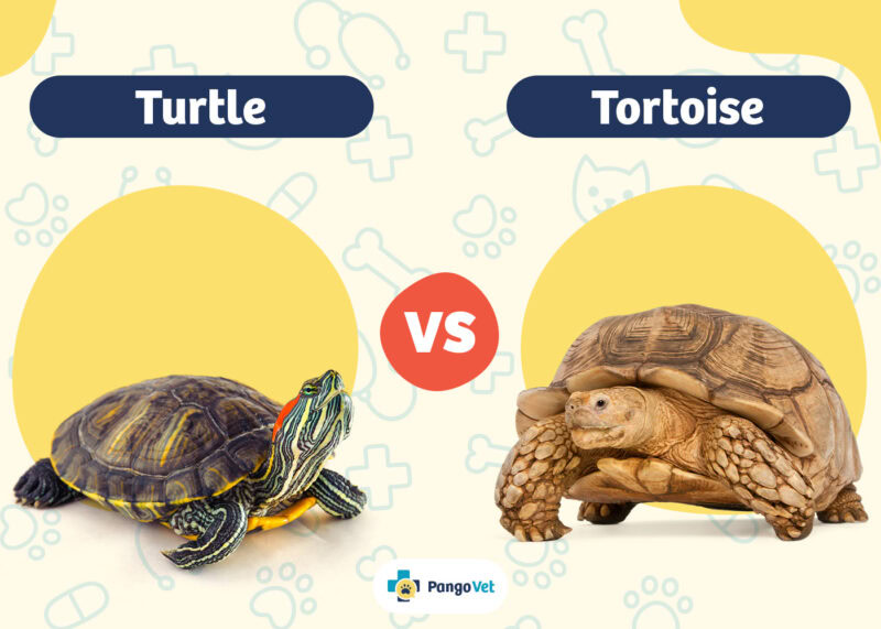 Turtle vs. Tortoise: Key Differences (With Pictures) | PangoVet