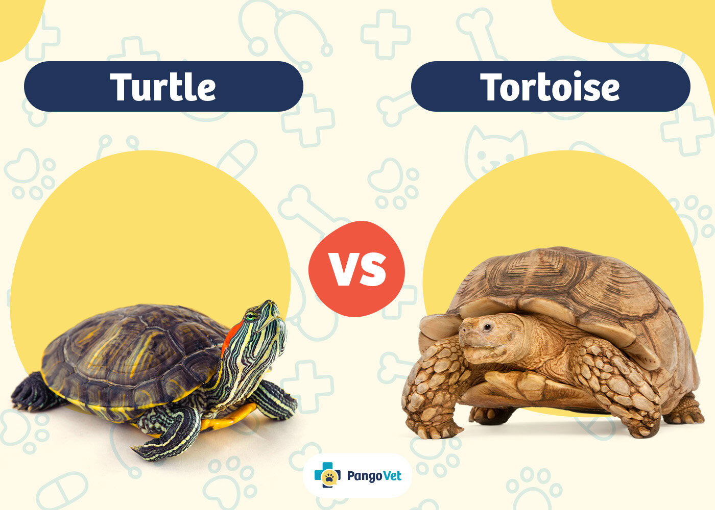 Turtle vs. Tortoise: Key Differences (With Pictures) | PangoVet