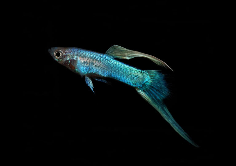 60 Popular Types of Guppy Patterns, Colors & Tails (With Info ...