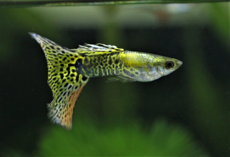 60 Popular Types of Guppy Patterns, Colors & Tails (With Info ...