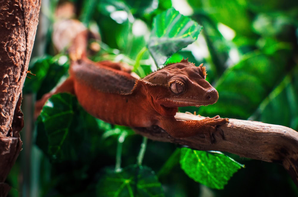 How to Choose the Right Habitat Size for a Crested Gecko: A Beginner's ...