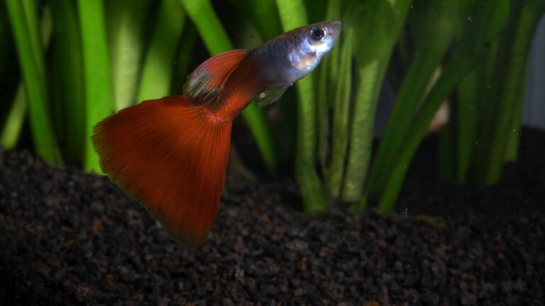 60 Popular Types of Guppy Patterns, Colors & Tails (With Info ...