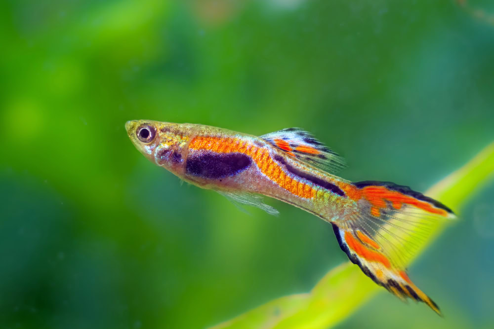 60 Popular Types of Guppy Patterns, Colors & Tails (With Info ...