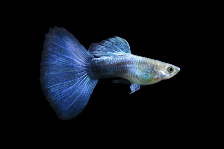 60 Popular Types of Guppy Patterns, Colors & Tails (With Info ...