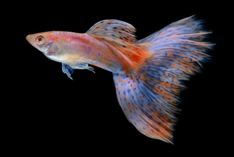 60 Popular Types of Guppy Patterns, Colors & Tails (With Info ...