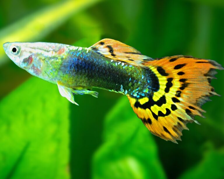 60 Popular Types of Guppy Patterns, Colors & Tails (With Info ...