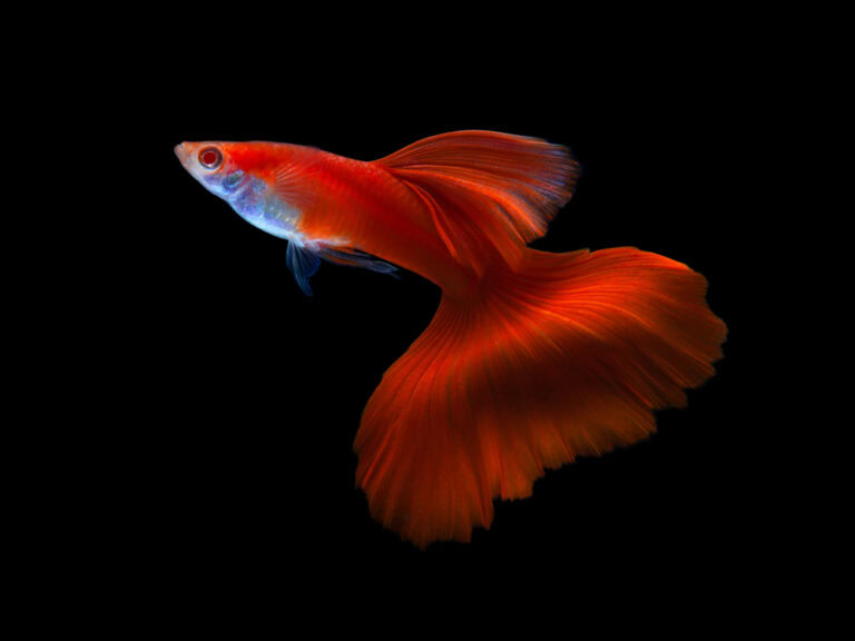 60 Popular Types Of Guppy Patterns, Colors, – AQAN