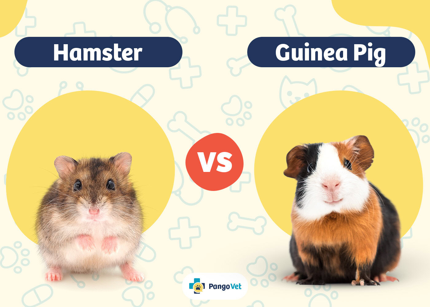 Hamster vs. Guinea Pig: Key Differences (With Pictures) | PangoVet