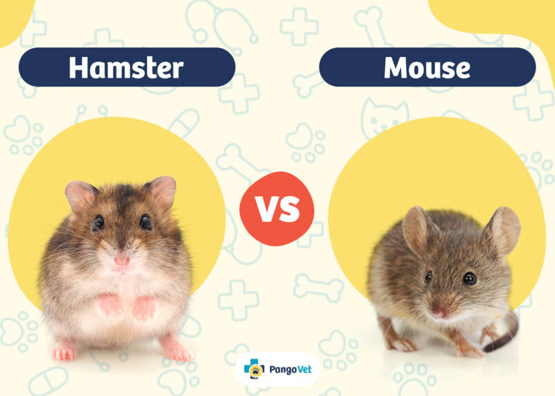 Hamster vs. Mouse: Vet-Reviewed Differences (With Pictures) | PangoVet