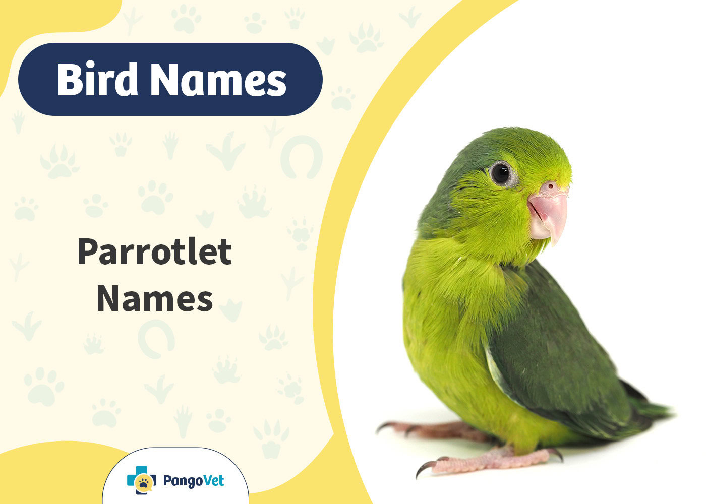 Parrot Bird Names Parrot | Description, Types, & Facts | Britannica
