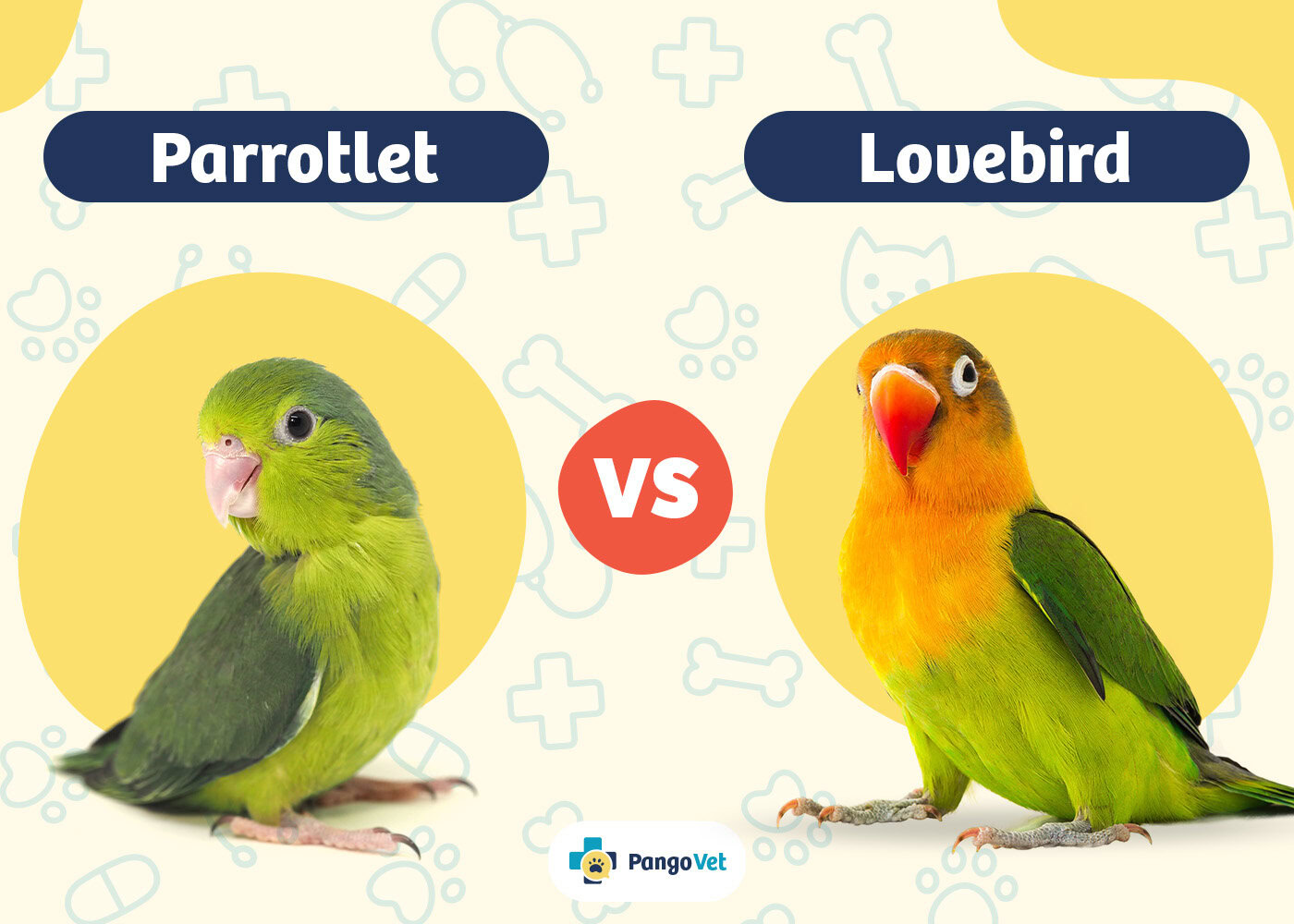 Parrotlet vs. Lovebird: What’s the Difference? (With Pictures) | PangoVet