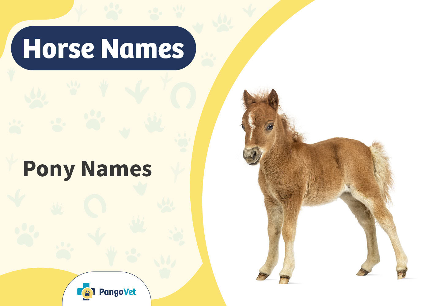 100+ Pony Names: Ideas for Calm & Caring Ponies | PangoVet