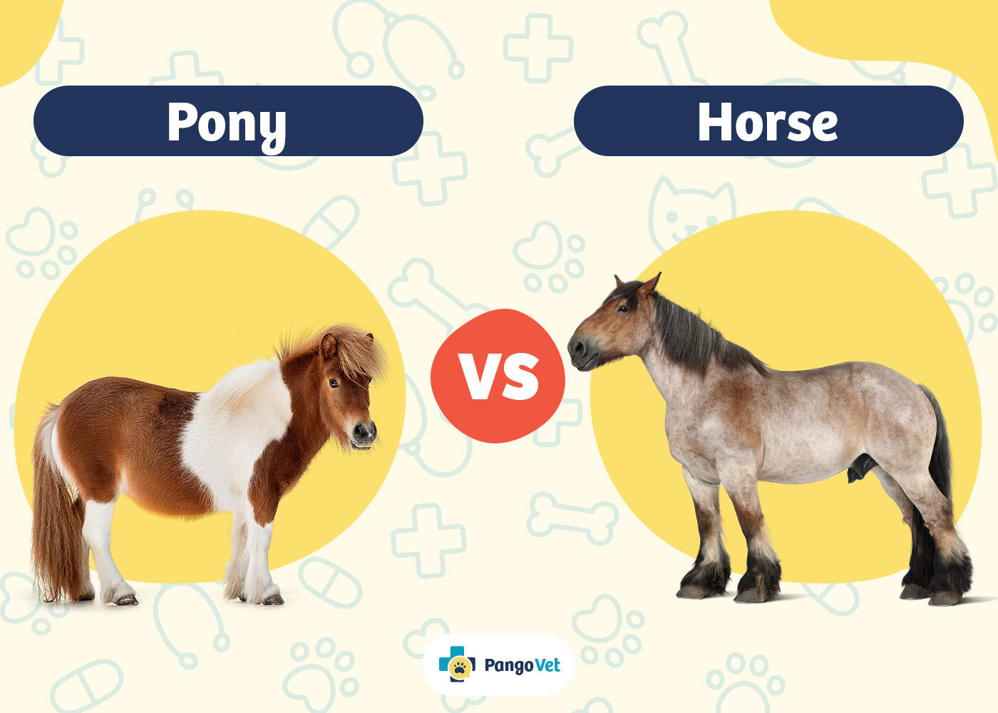 Pony vs Horse: What’s the Difference? Facts & FAQ | PangoVet