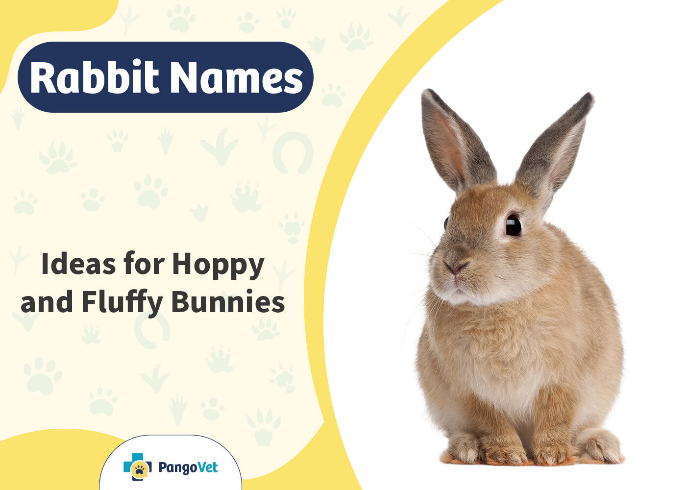 400+ Rabbit Names: Ideas for Hoppy & Fluffy Bunnies | PangoVet