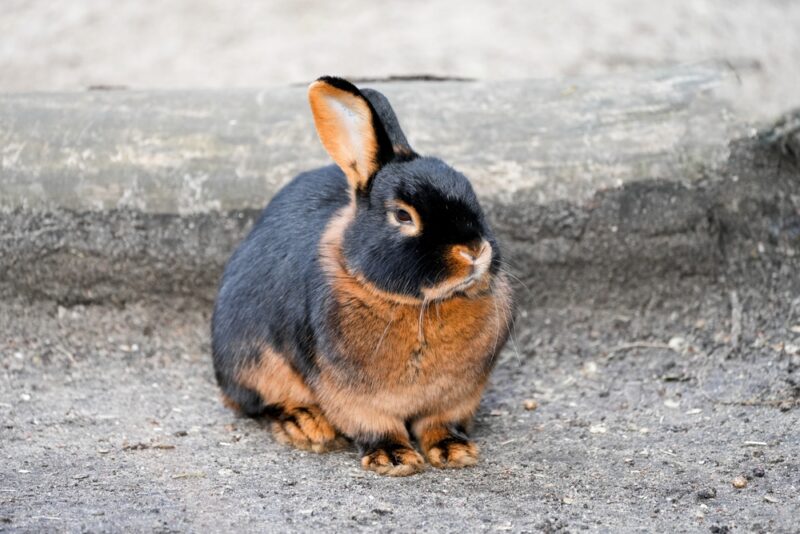 Tan Rabbit: Info, Lifespan, Behavior & Care (with Pictures) | PangoVet