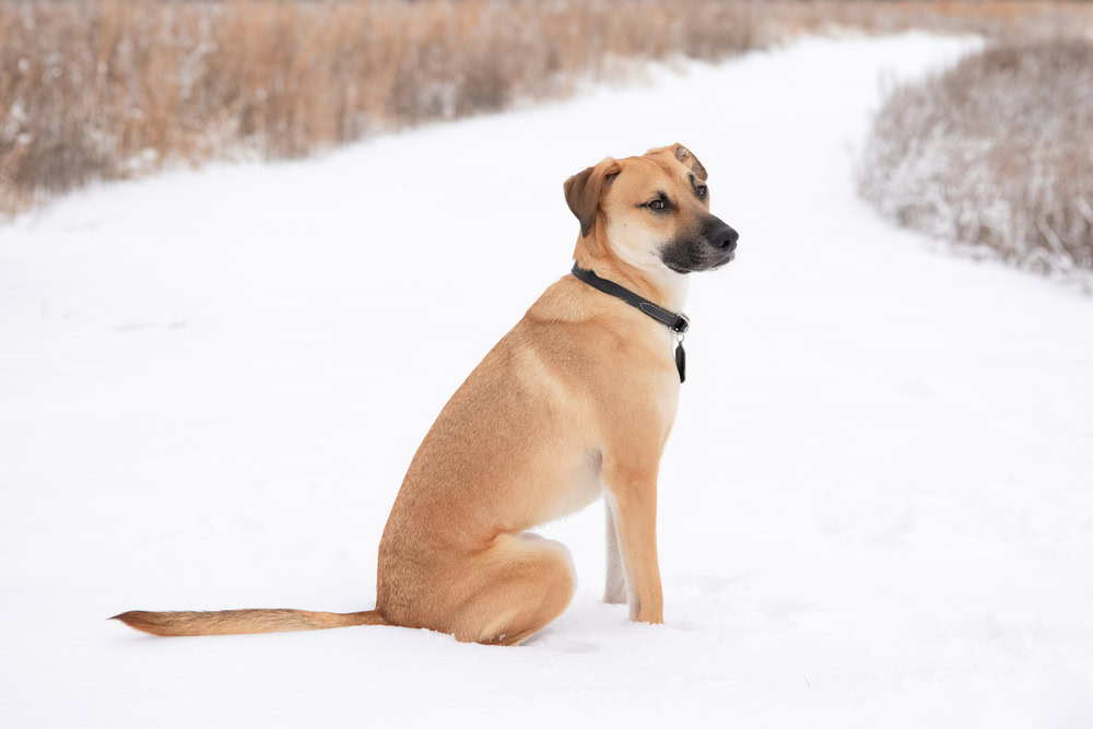Black Mouth Cur Dog Breed Guide: Info, Pictures, Care & More | PangoVet