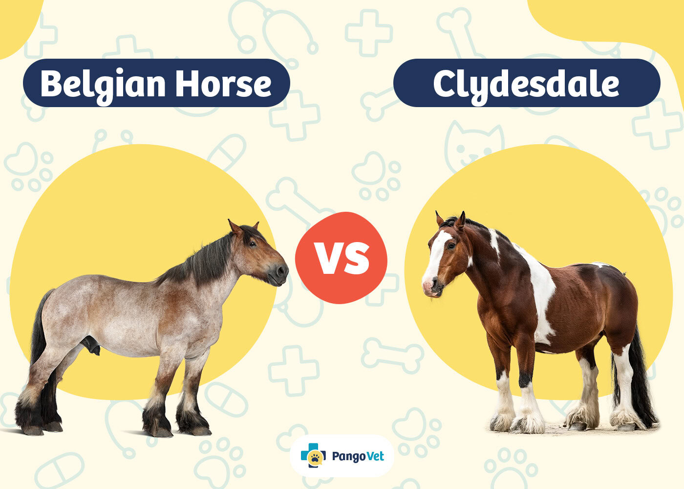 Belgian Horse vs Clydesdale: What’s the Difference? (with Pictures ...