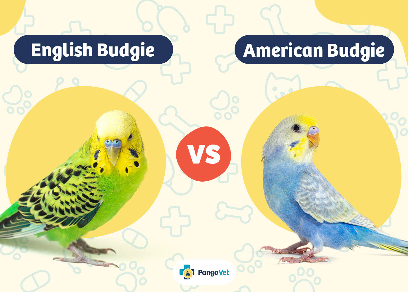 English Budgie vs American Budgie: What’s the Difference? (with ...