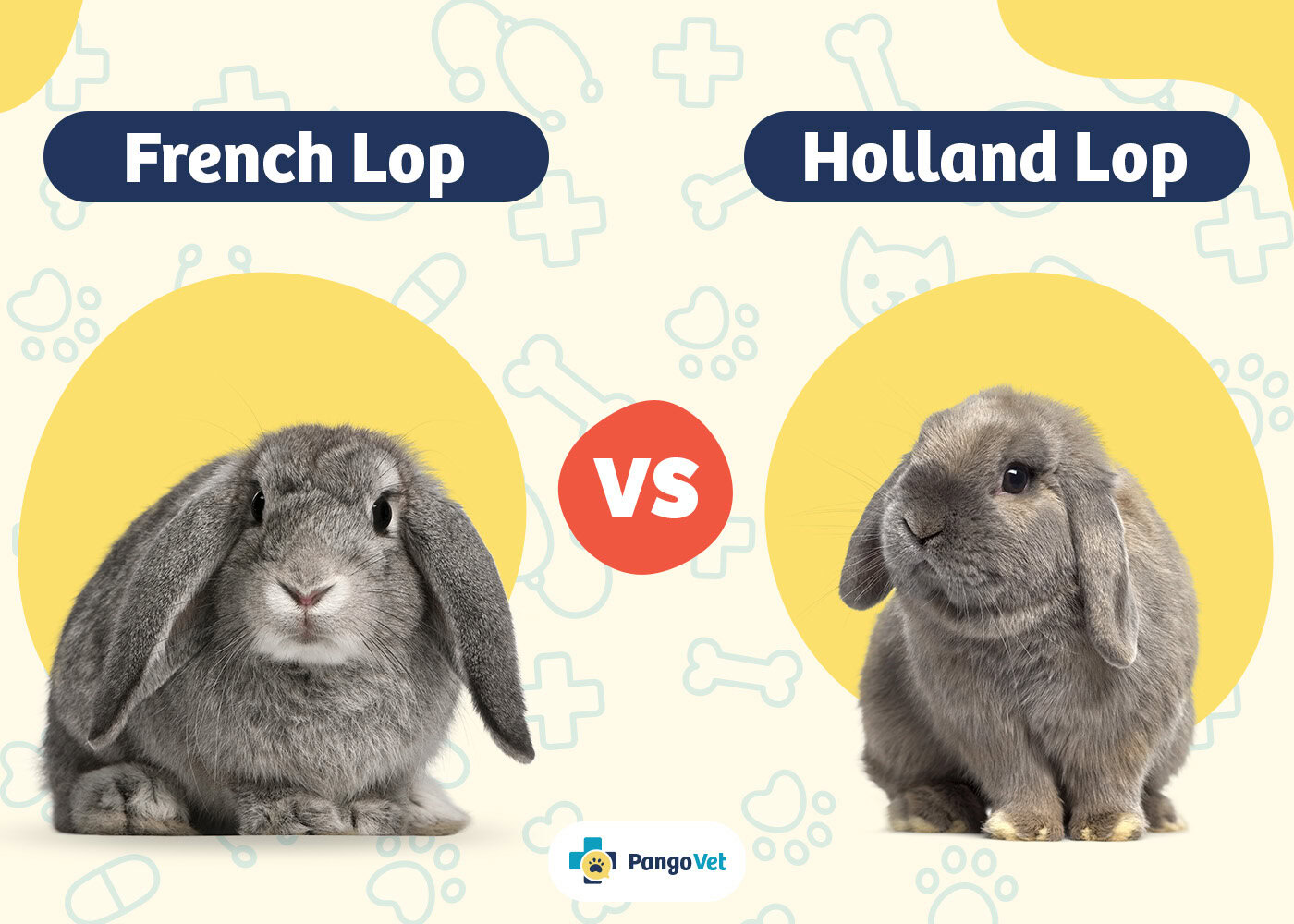 French Lop vs. Holland Lop: Visual Differences & Overview (With ...