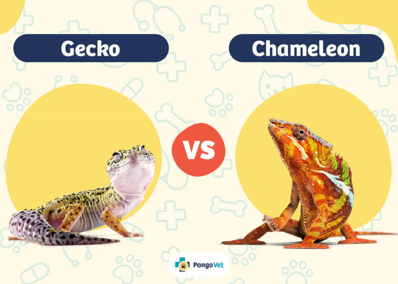Gecko vs Chameleon: Differences Explained (With Pictures) | PangoVet