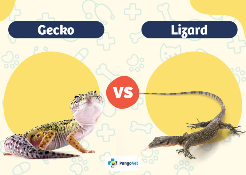 Gecko vs Lizard: Key Differences (With Pictures) | PangoVet