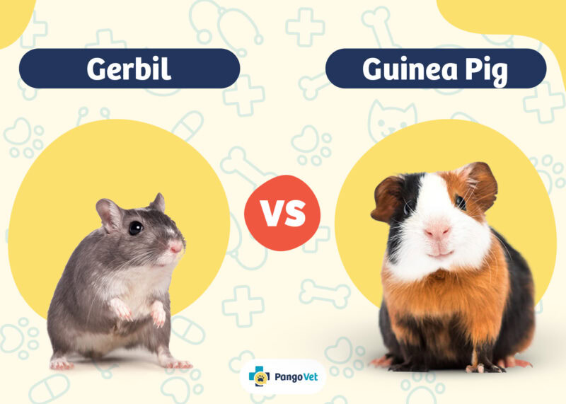 Gerbil vs Guinea Pig: Key Differences (With Pictures) | PangoVet