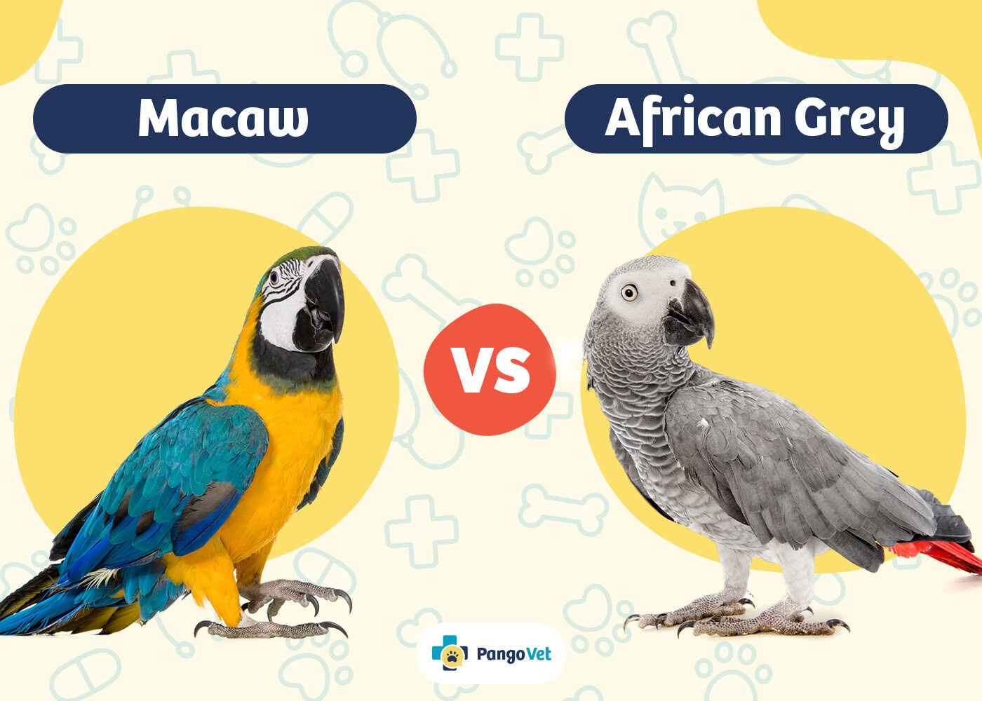 Macaw vs African Grey: Which One Should You Choose? (With Pictures ...