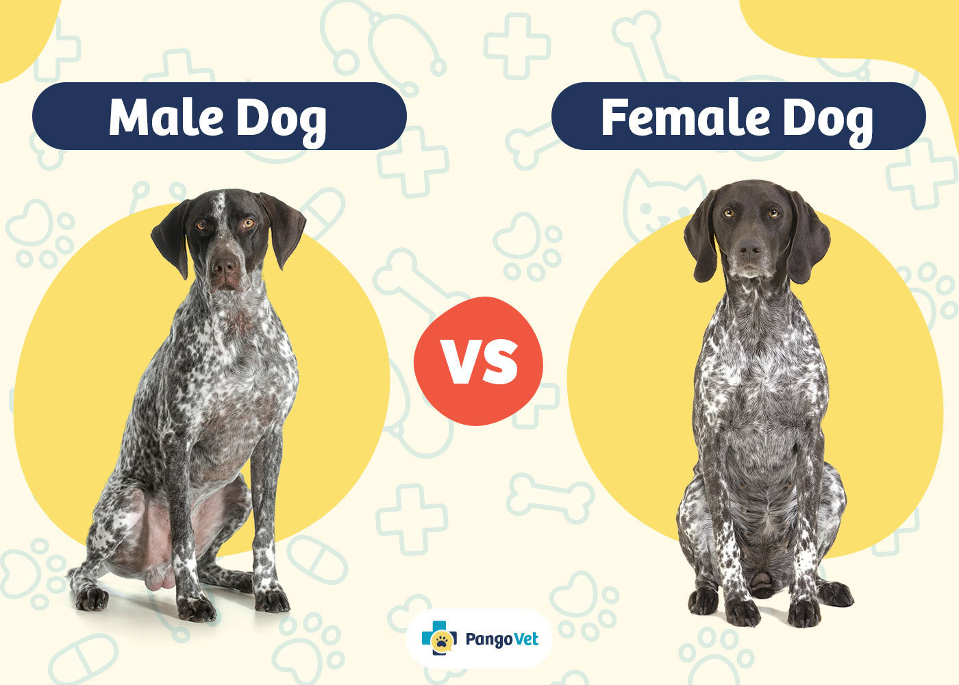 Male vs Female Dog: The Differences (With Pictures) | PangoVet