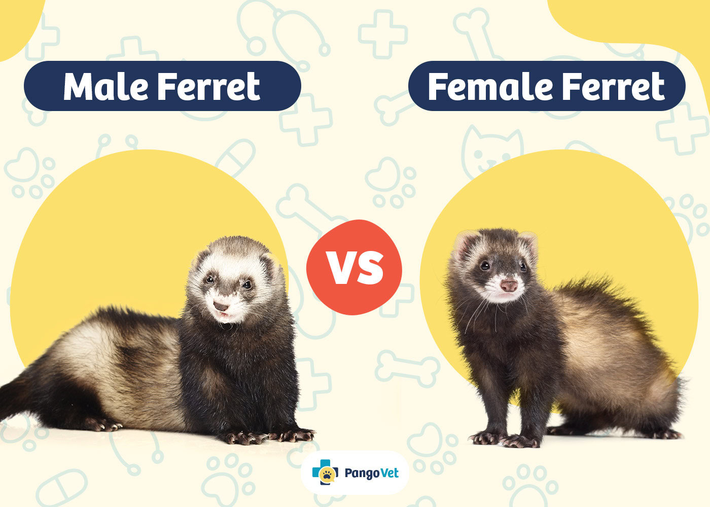 Male vs. Female Ferret: What’s the Difference (With Pictures) | PangoVet