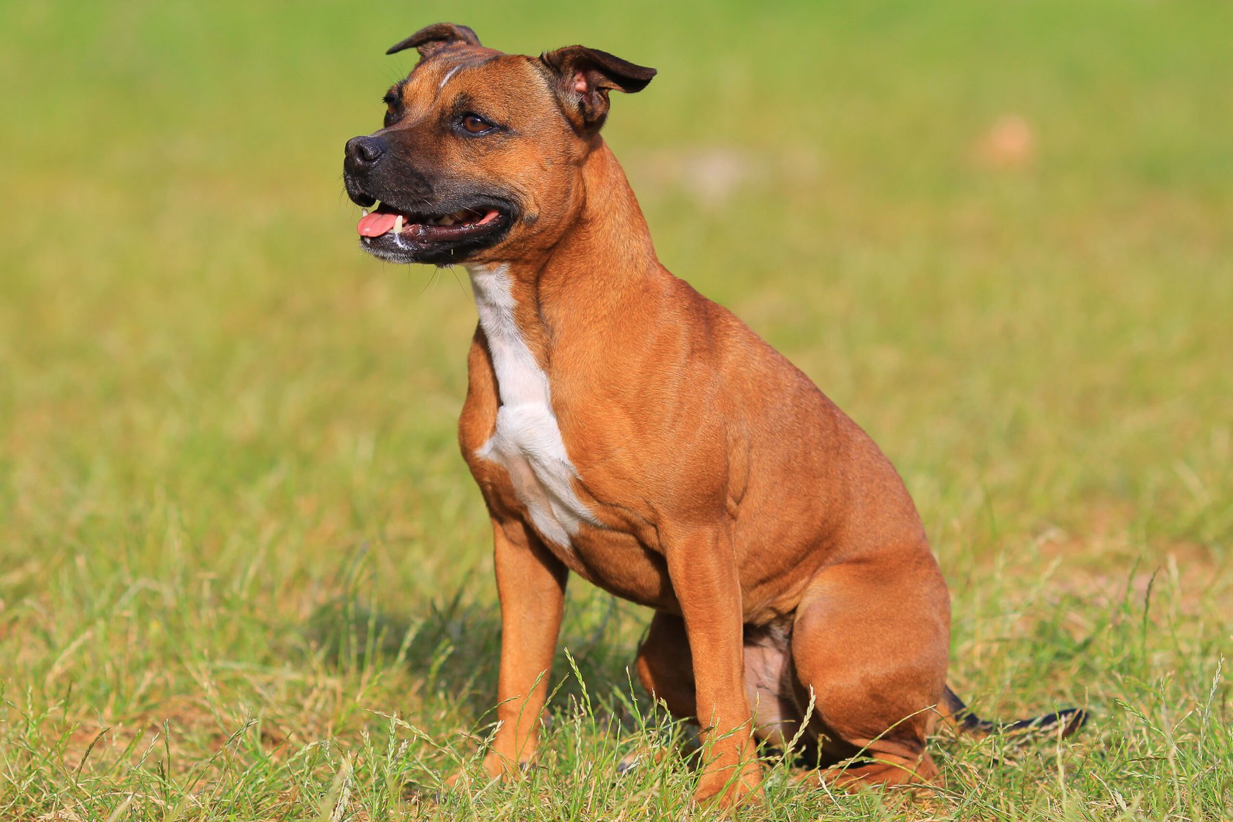 Staffordshire Bull Terrier Dog Breed: Info, Pictures & Care | PangoVet