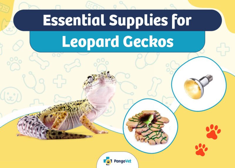8 Essential Leopard Gecko Supplies to Get You Started: 2025 Guide ...