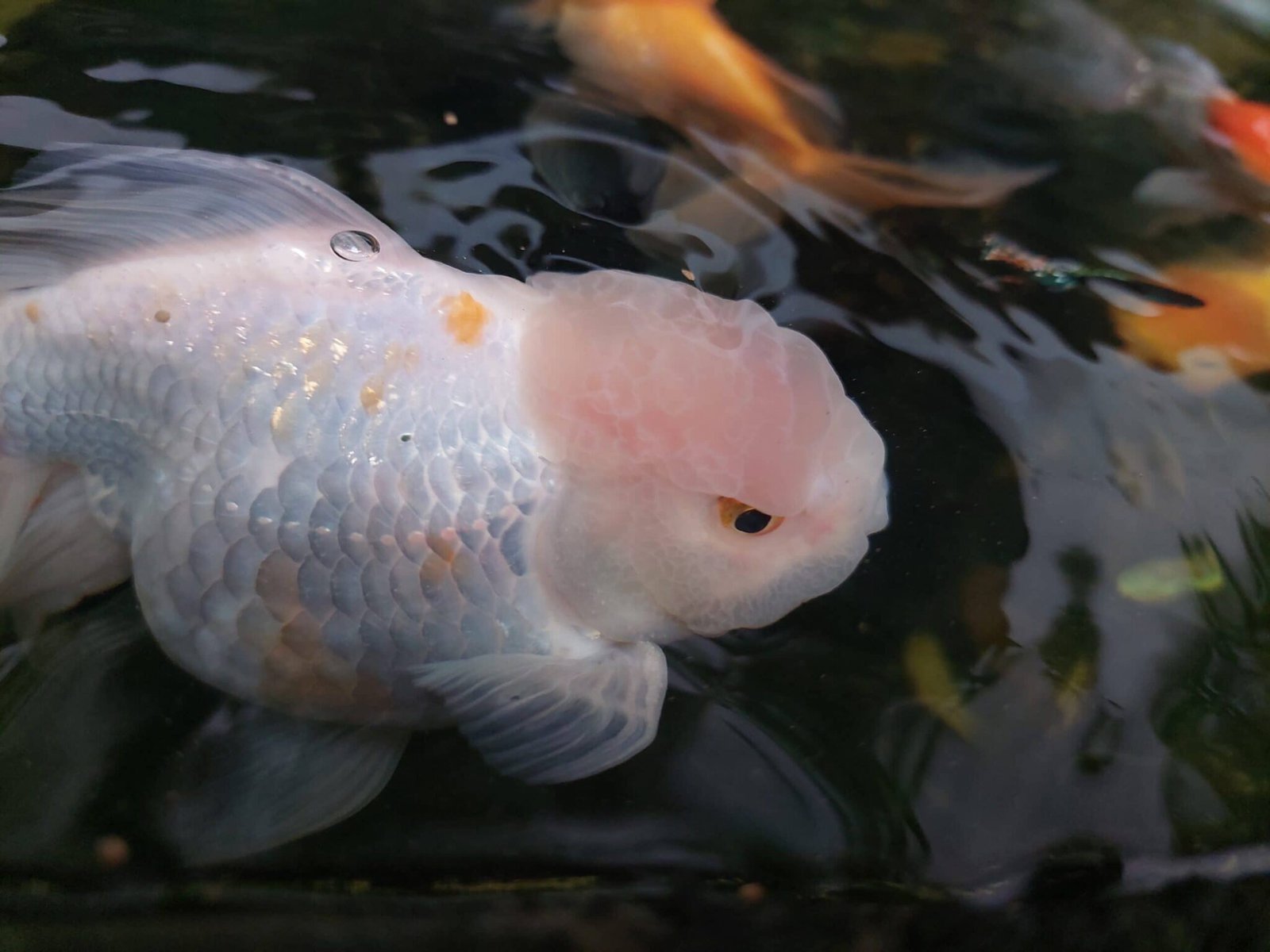 7 Reasons Your Goldfish Is Turning White & What to Do About It (Vet ...