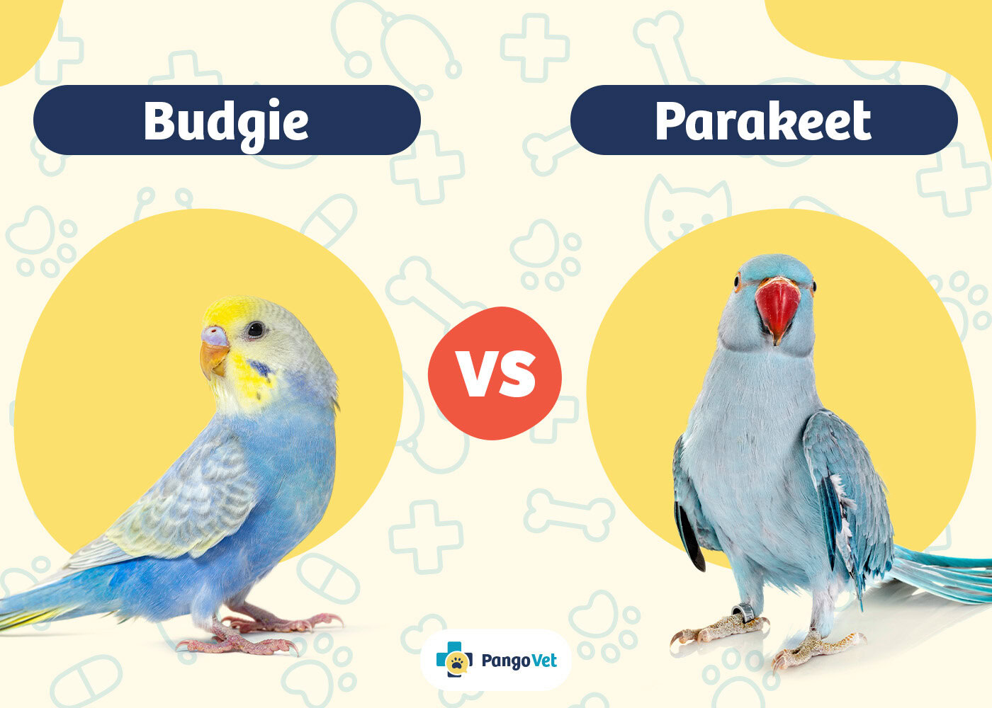 Budgie parakeet store