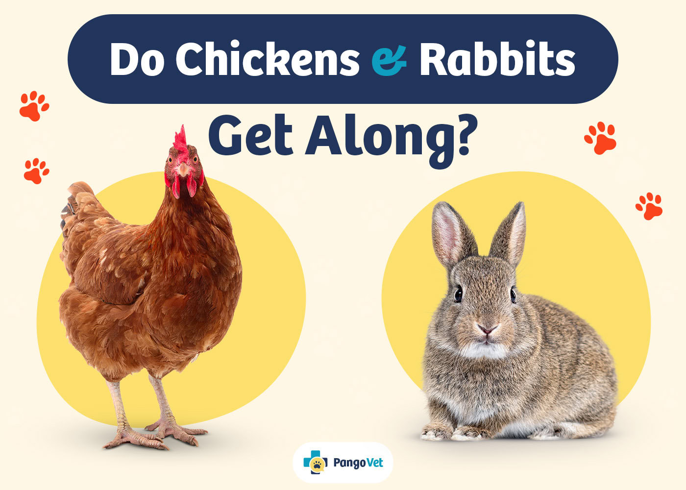 Can Chickens and Rabbits Live Together? Compatibility Facts & Care Tips ...