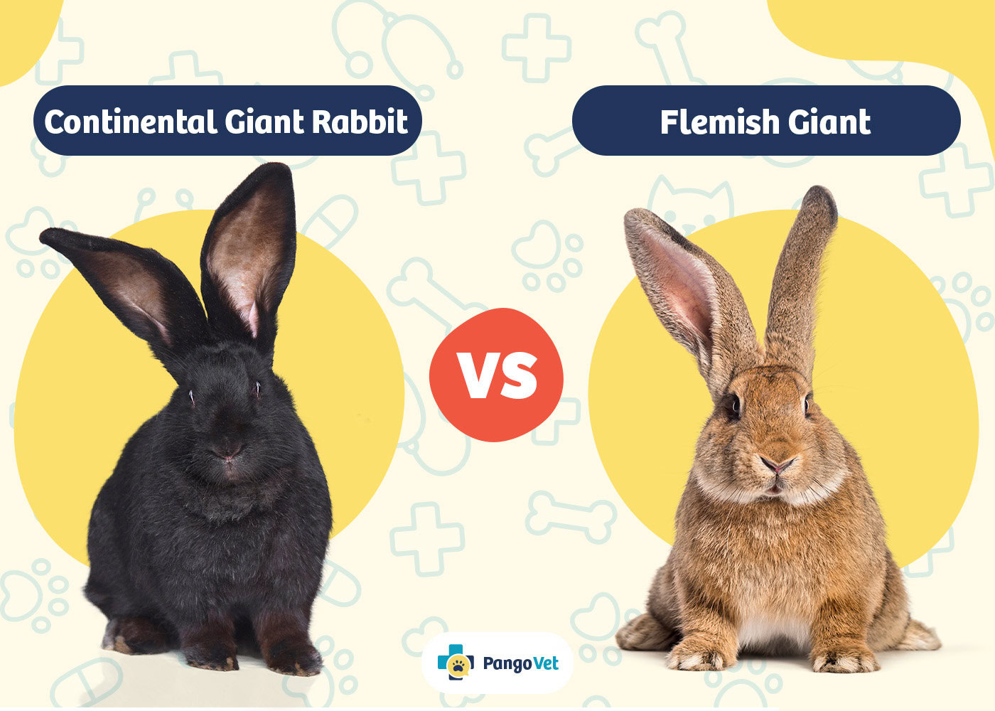 The Most Popular Cat Names That Start With G (Updated for 2025) | PangoVet