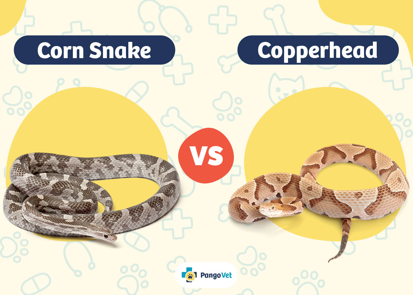 Corn Snake vs. Copperhead: Key Differences (With Pictures) | PangoVet