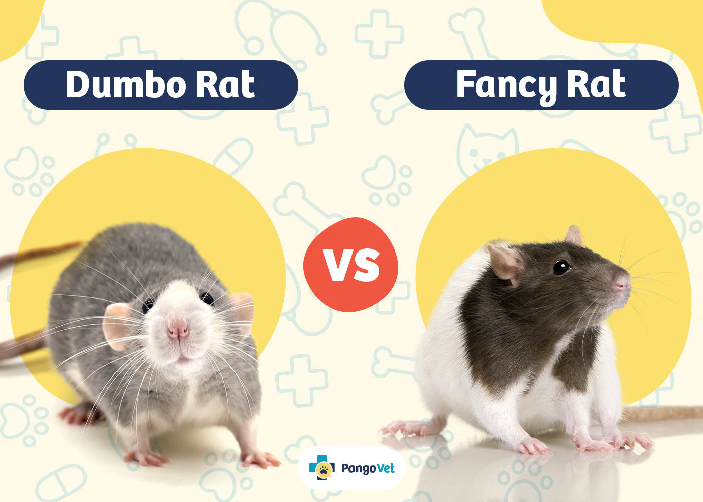 Dumbo Rat vs. Fancy Rat The Differences Explained PangoVet