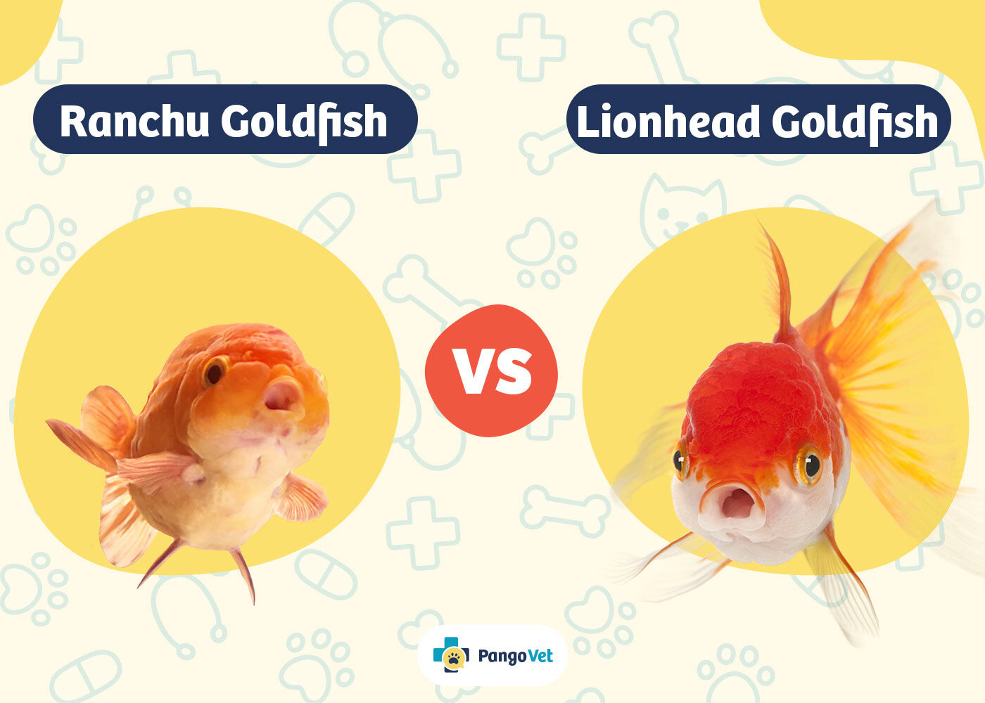 Lionhead Vs Ranchu Lionhead Goldfish Biography & Care Guide