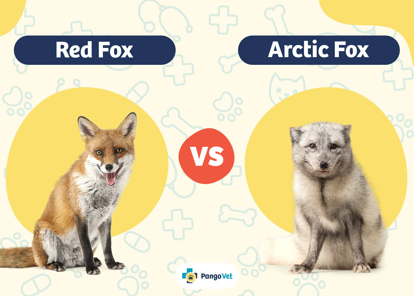 Red Fox vs Arctic Fox: Key Differences & Similarities | PangoVet