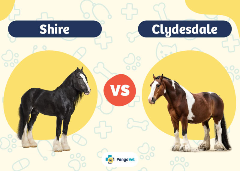 Shire vs. Clydesdale: Key Differences (With Pictures) | PangoVet