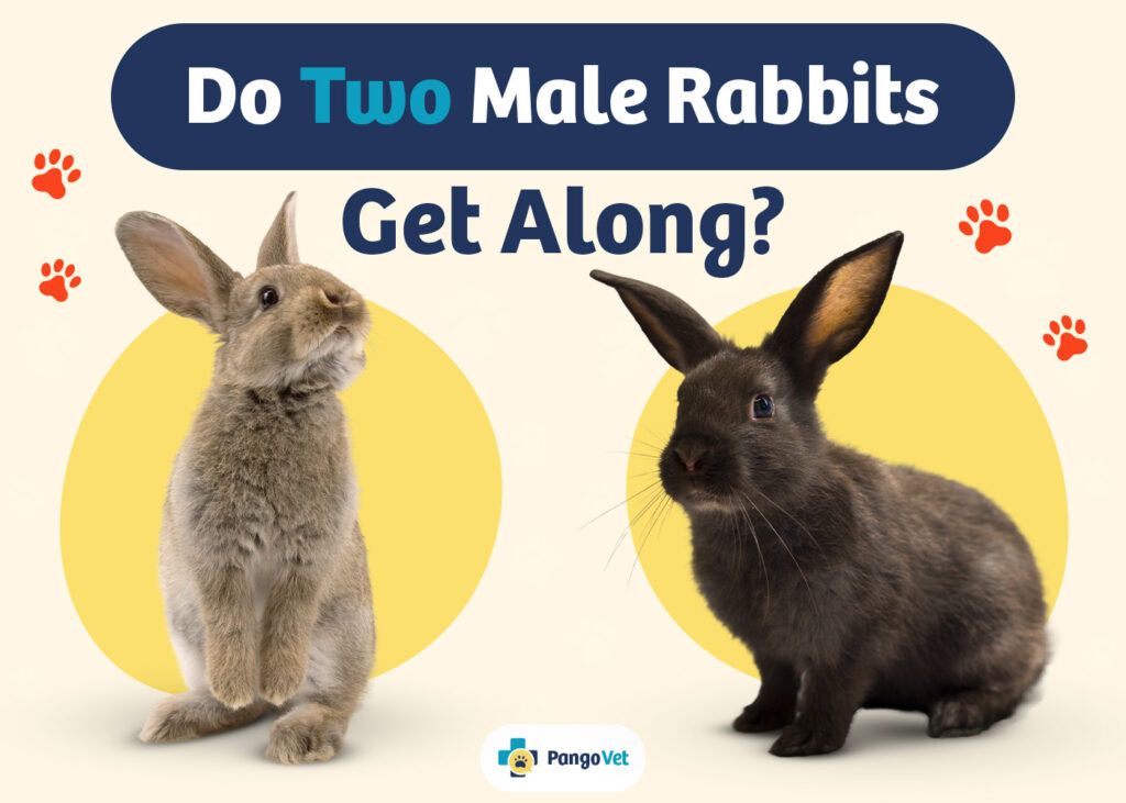 Can You Keep Two Male Rabbits Together? Facts & FAQ | PangoVet
